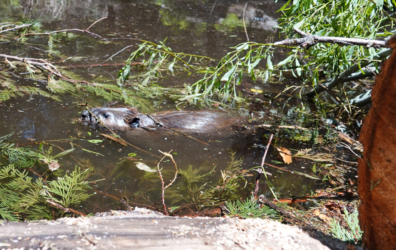 Woodn’t you know it - beavers are back! | Governor of California Woodn’t you know it - beavers are back! | Governor of California