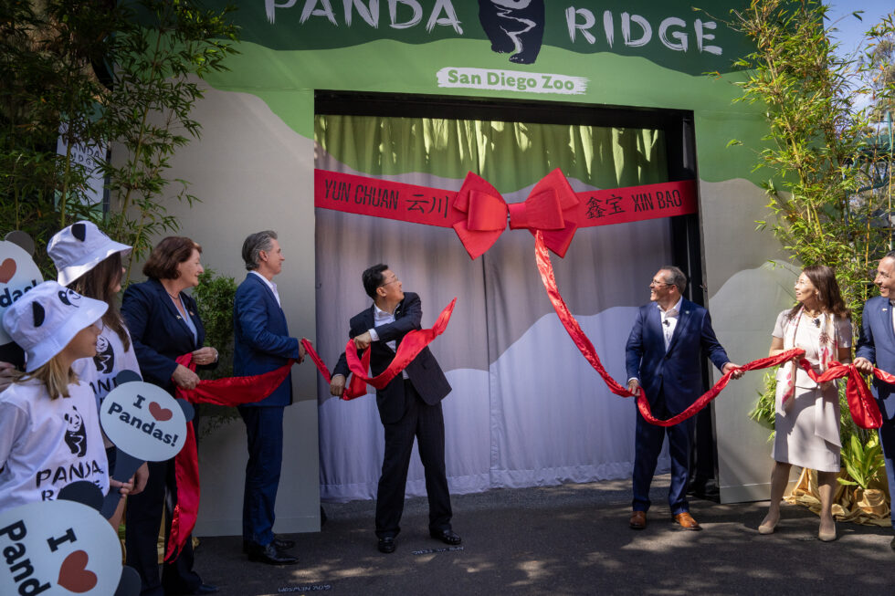Governor and First Partner welcome new giant panda pair at San Diego Zoo | Governor of California