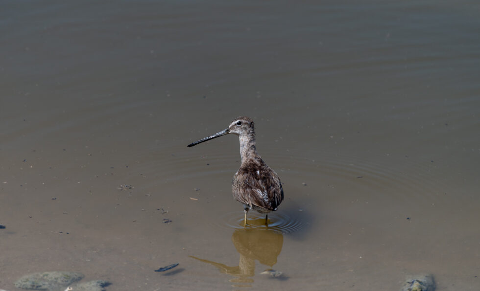 California reaches major restoration milestone at the Salton Sea ...