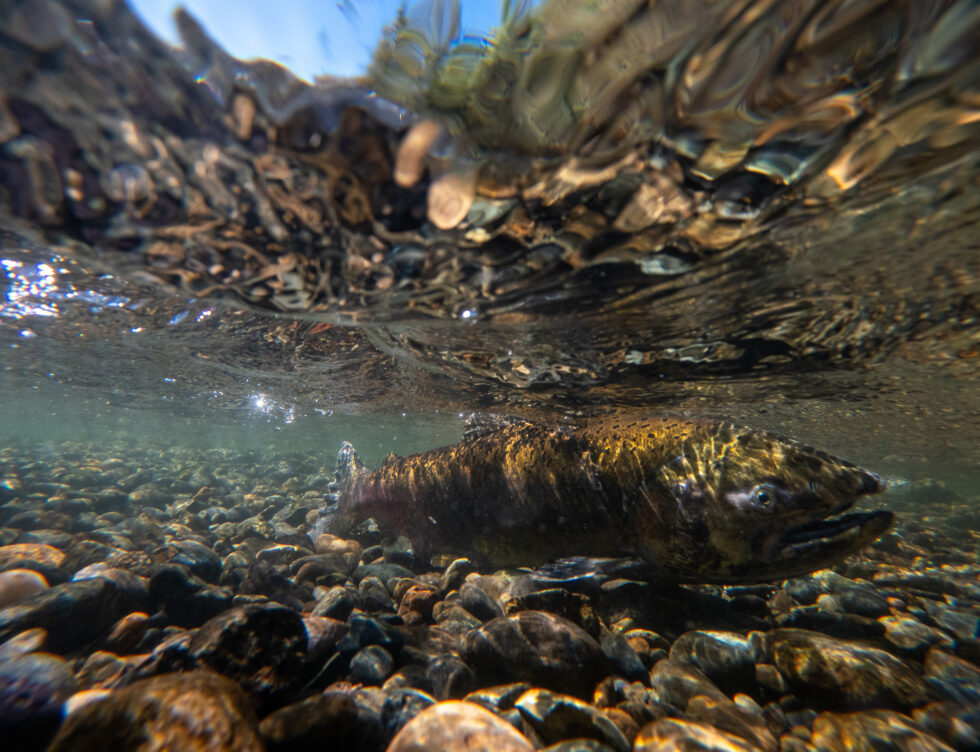 Forget turkey, we’re thankful about salmon. How California is helping salmon bounce back ...
